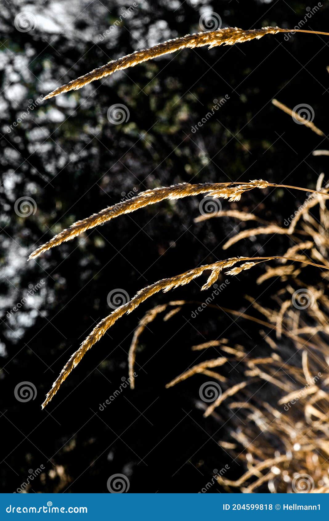 Dry Grass in the Sun stock photo. Image of black, grey - 204599818