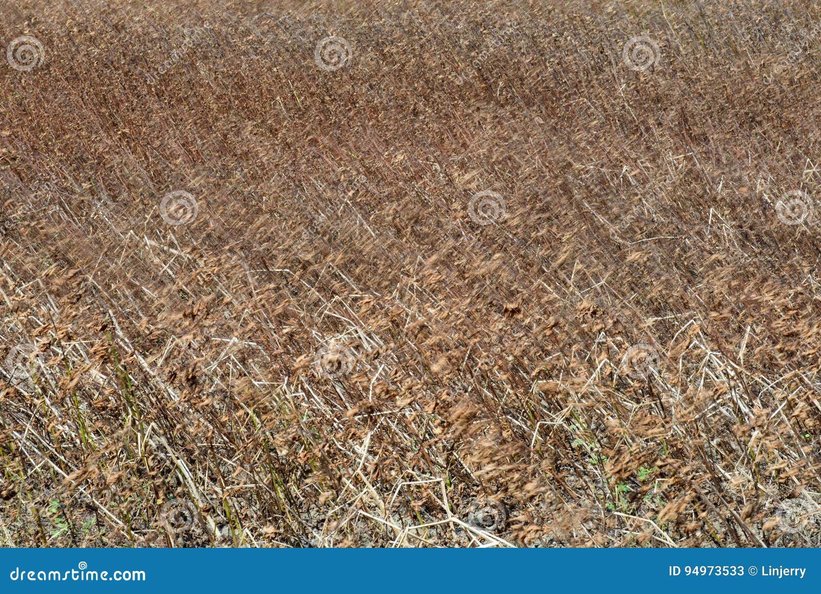 Dry Grassland stock image. Image of brown, abstract, botany - 94973533