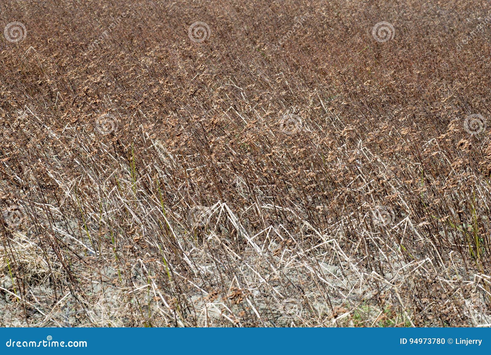 Dry Grassland stock photo. Image of autumn, bright, botany - 94973780