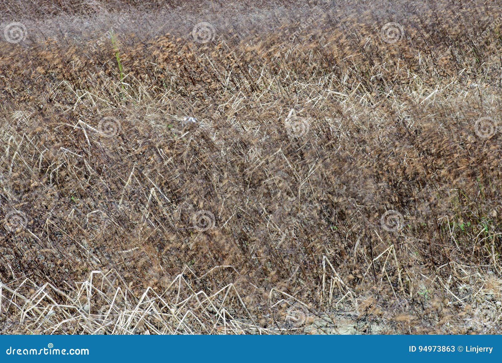 Dry Grassland stock image. Image of nature, autumn, grunge - 94973863