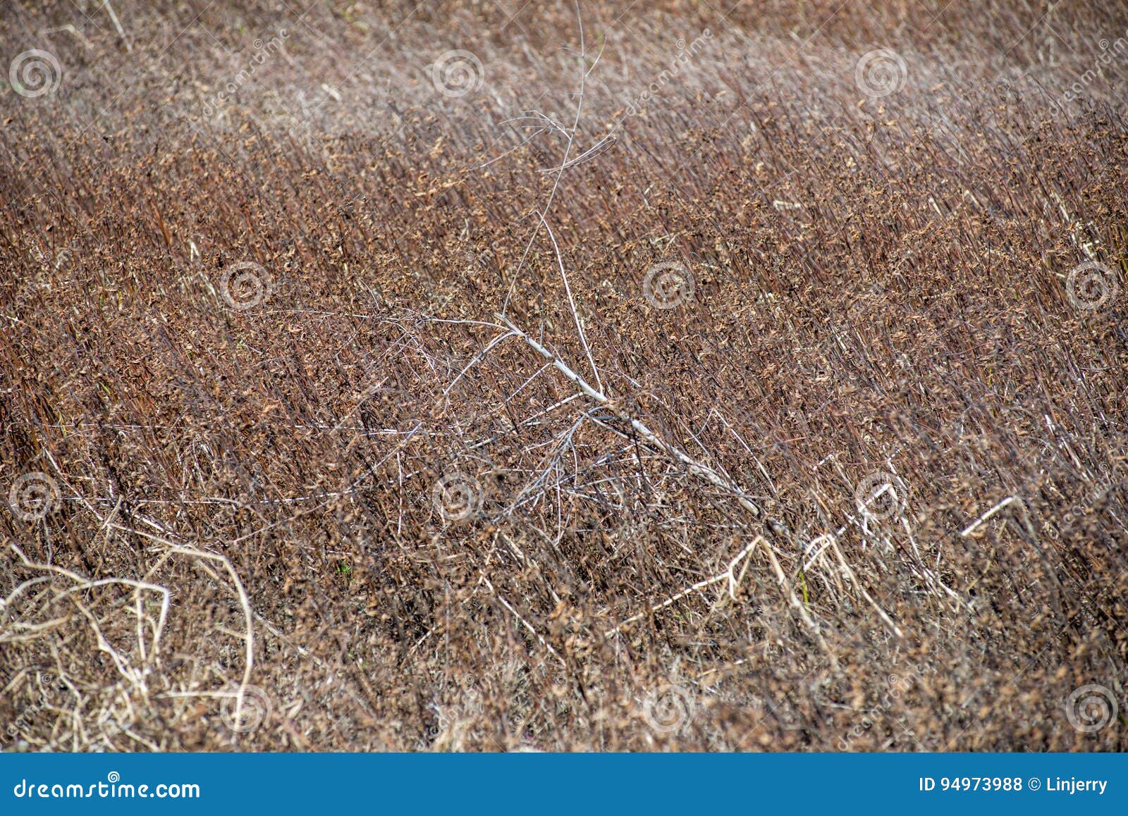 Dry Grassland stock photo. Image of dead, bright, environment - 94973988