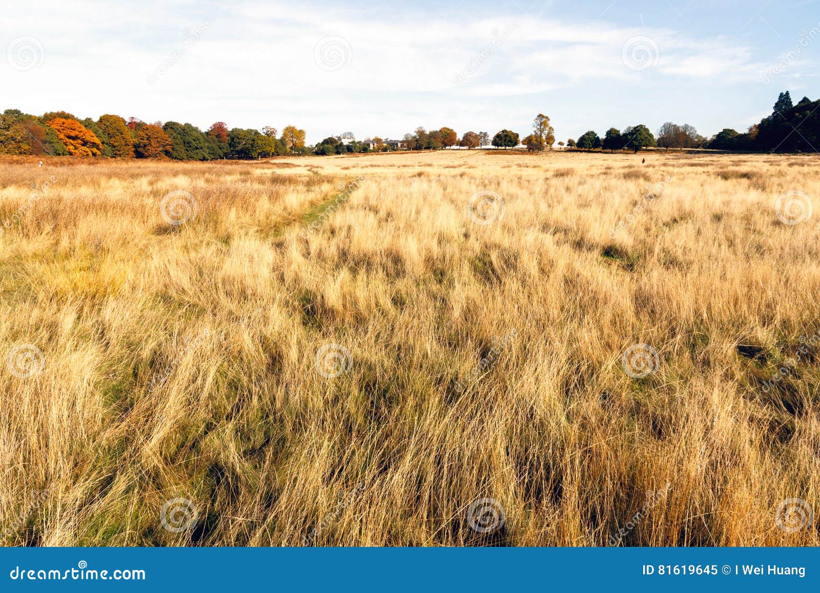 Dry Grasslands In Richmond Park London Stock Image Image Of Landscape Park 81619645