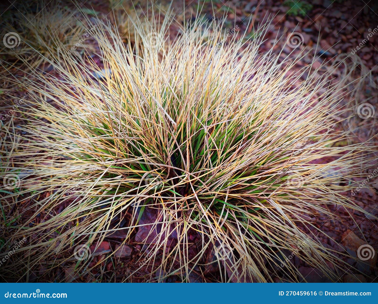 Dry gray bush of grass stock photo. Image of gray, plant - 270459616