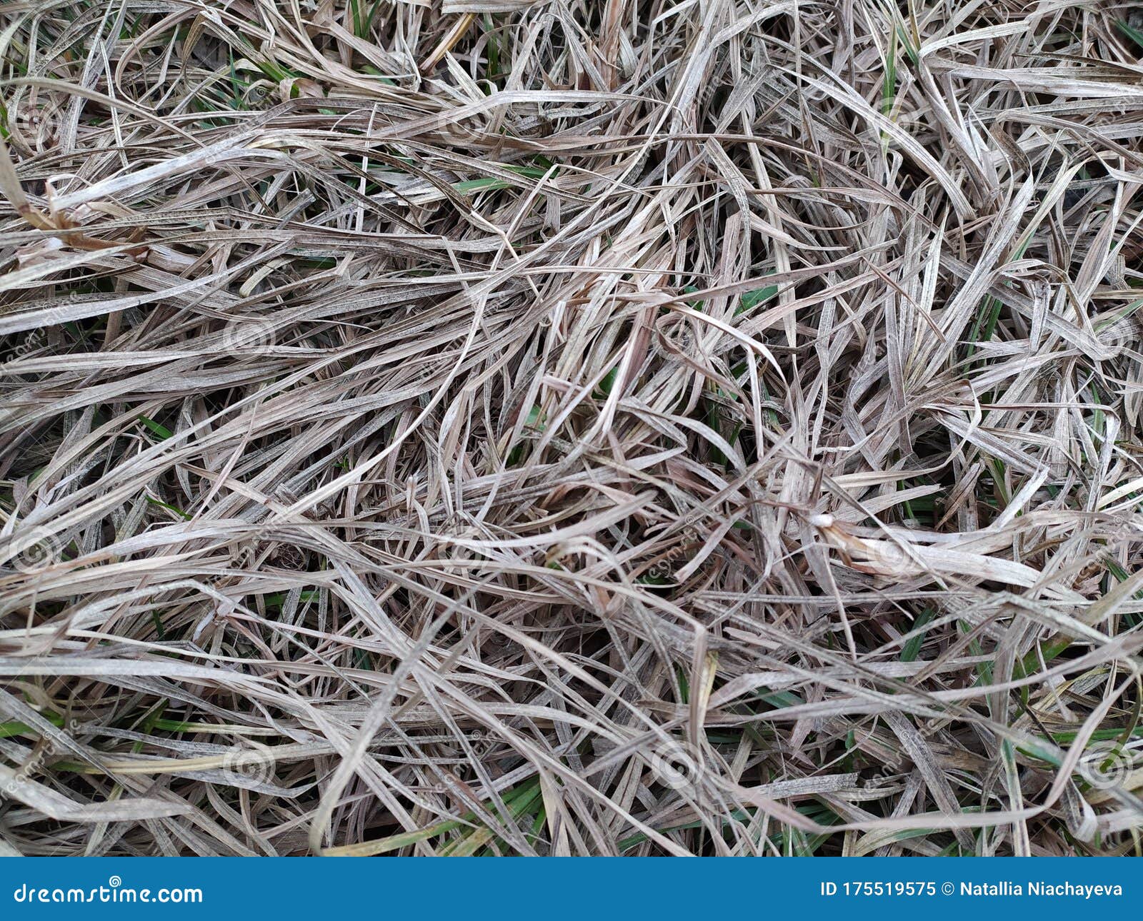 Dry Gray Grass on the Ground Stock Image - Image of meadow, background ...