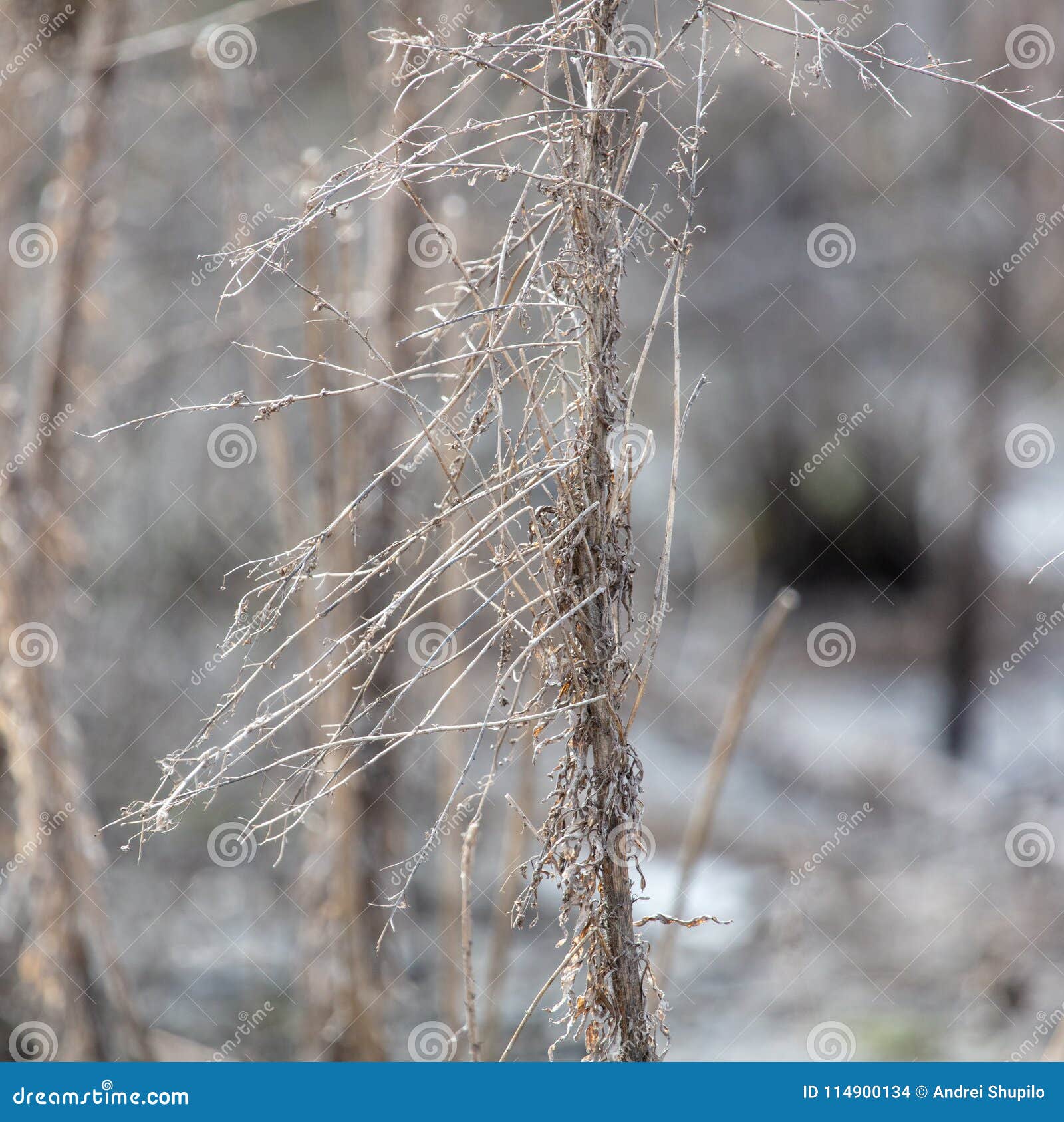 Dry Gray Grass on Nature in Winter Stock Photo - Image of white, winter ...
