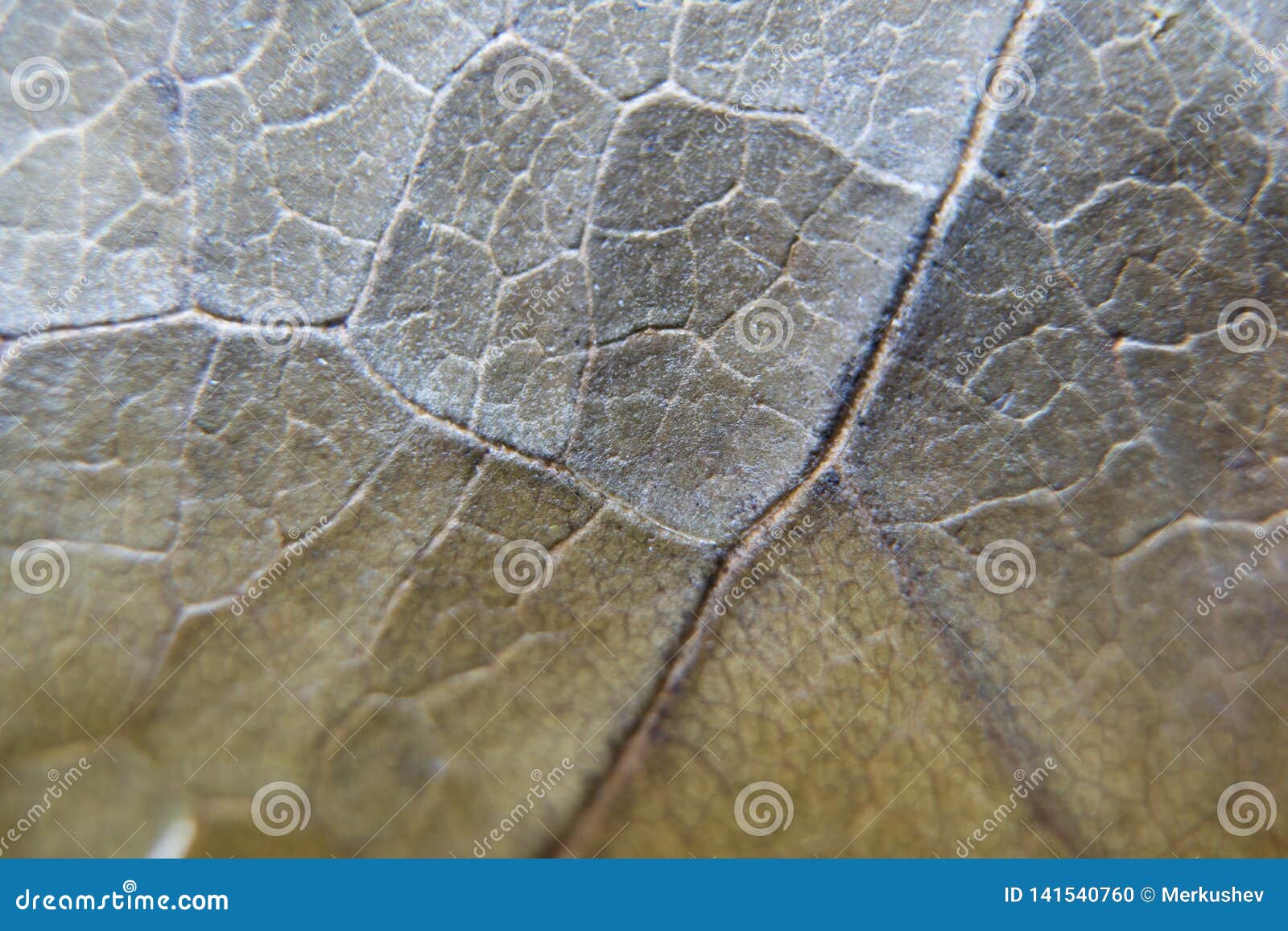 Dry Gray Leaf Close-up Background. Leaf Macro Texture. Stock Photo ...