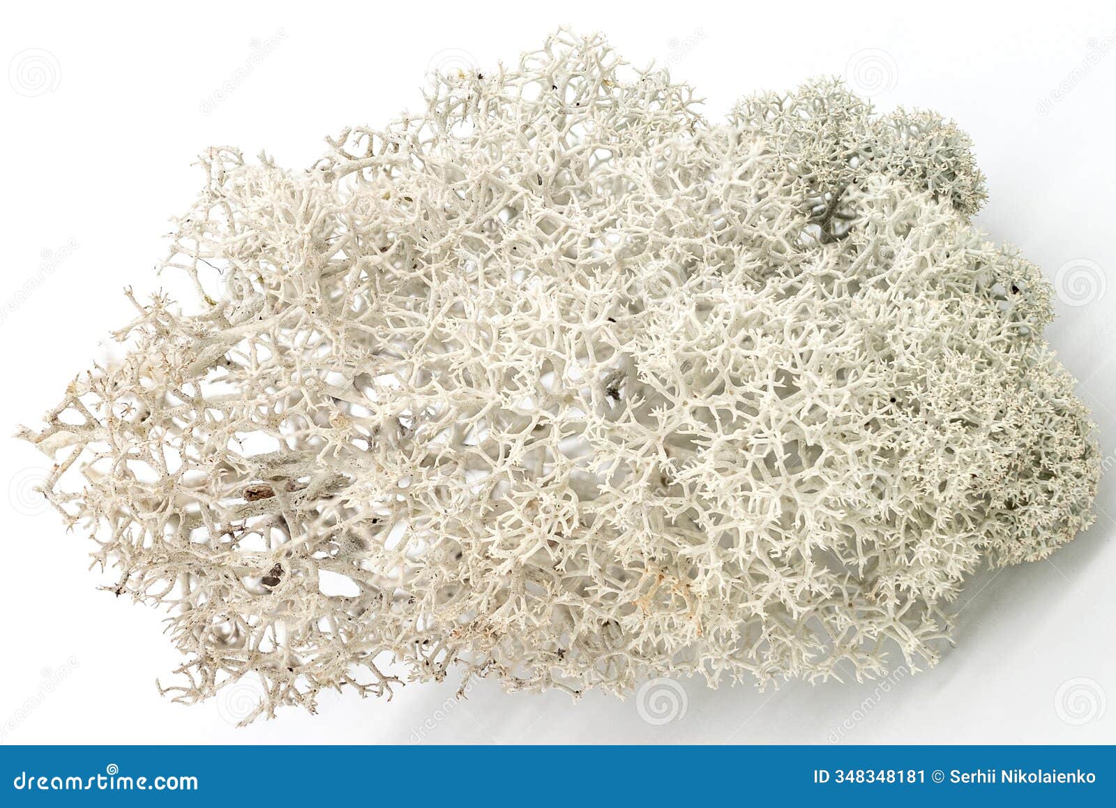 Dry Gray Lichen Moss on a White Background Stock Image - Image of ...