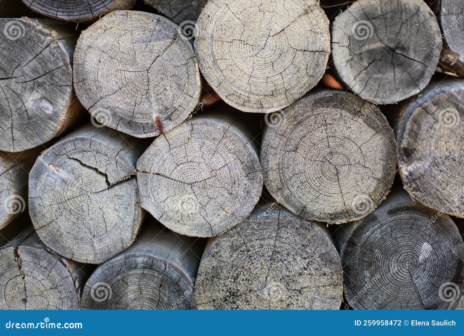 Dry Gray Sections of a Group of Logs. Stock Photo - Image of woodpile ...