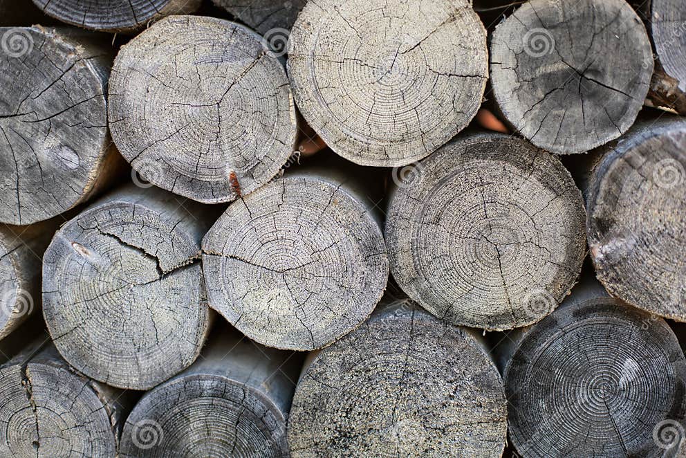 Dry Gray Sections of a Group of Logs. Stock Photo - Image of woodpile ...