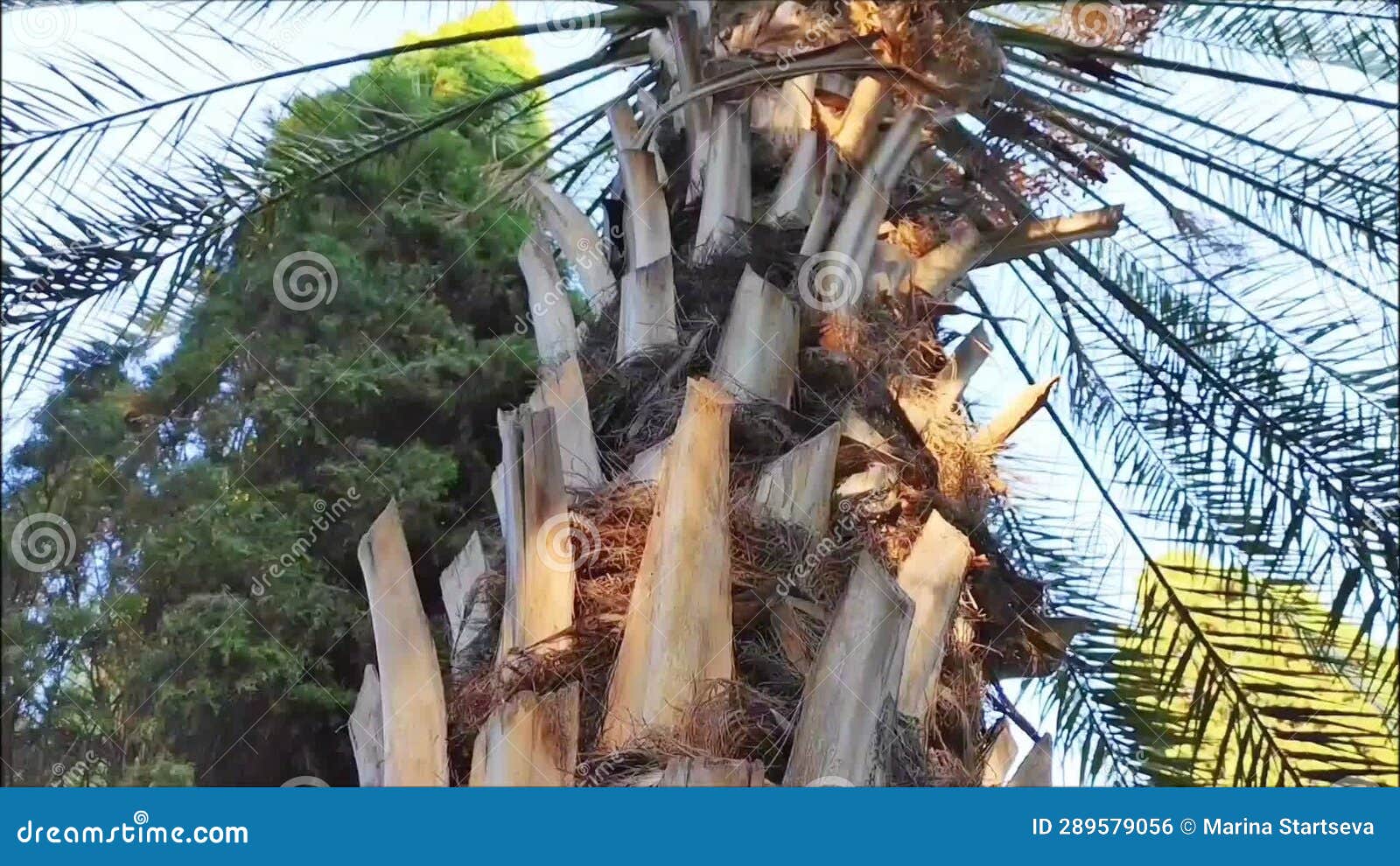 Dry Gray Trunk of Tropical Palm Tree with Sharp Branches and Leaves ...
