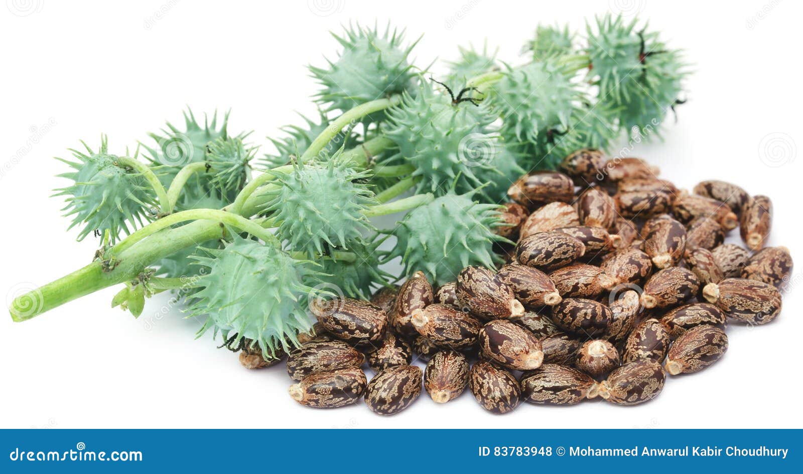 Green Castor Fruit Ricinus Communis Royalty-Free Stock Image ...