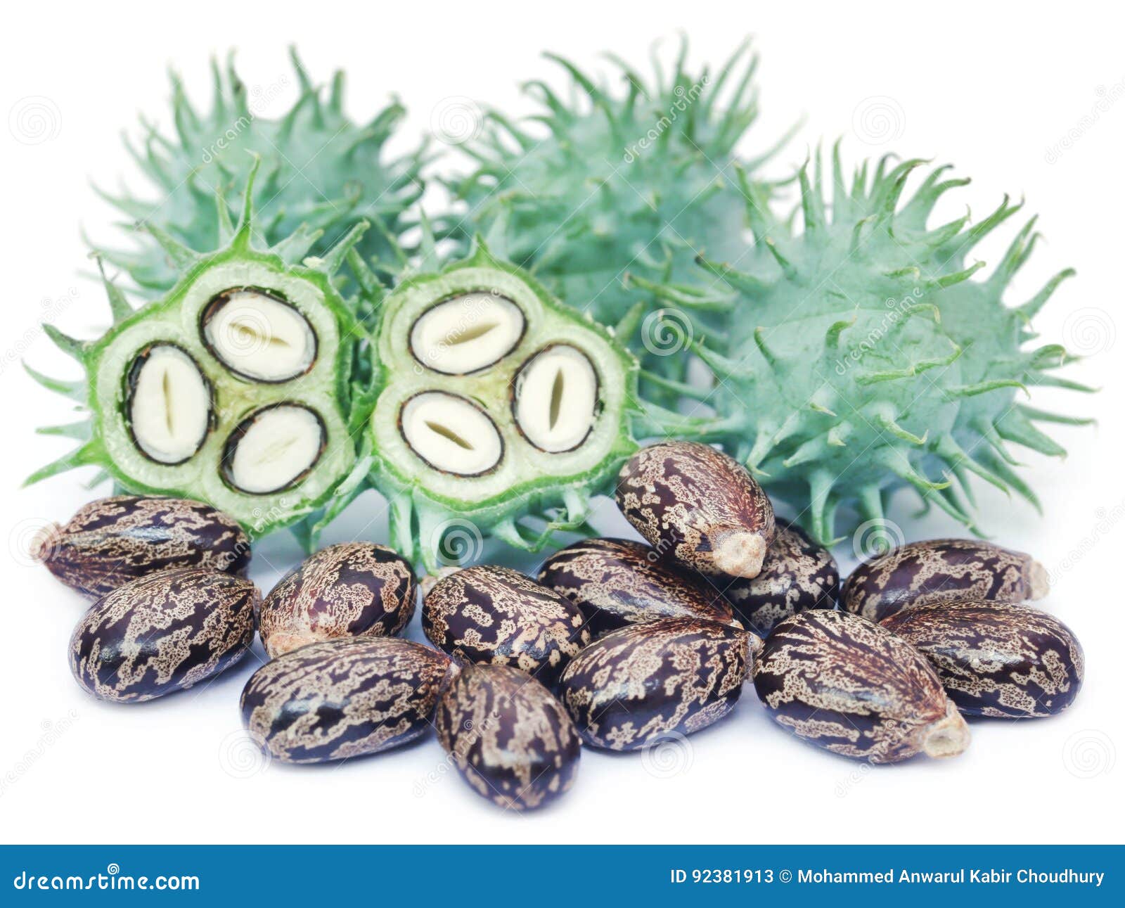Dry and green castor beans stock image. Image of harvest - 92381913