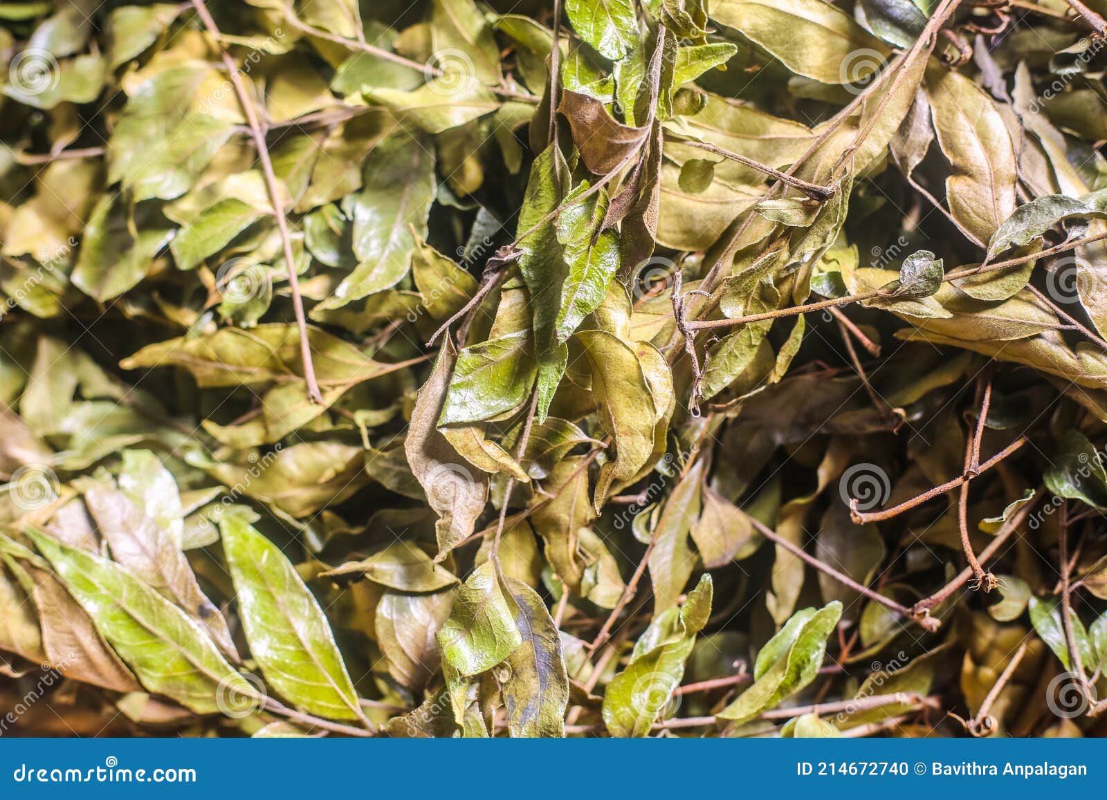 Curry leaf stock photo. Image of indian, onion, ingredients - 214672740