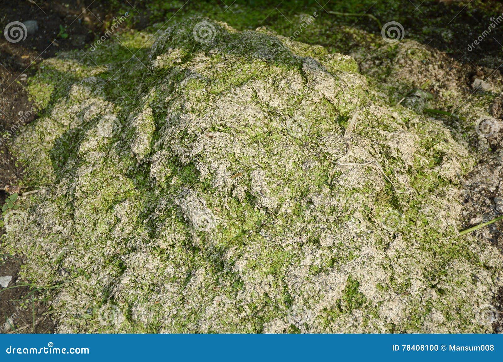 Dry green duckweed stock photo. Image of close, duckweed - 78408100
