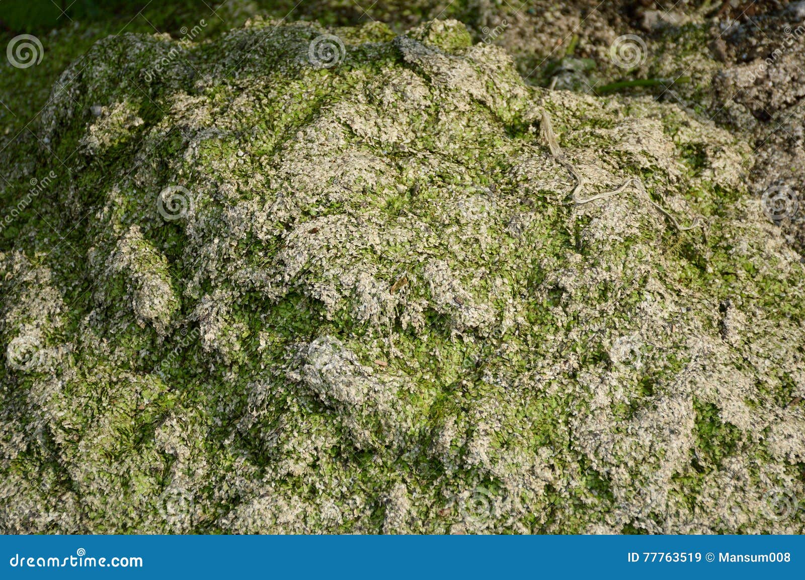 Dry Green Duckweed on the Ground Stock Image - Image of foliage ...