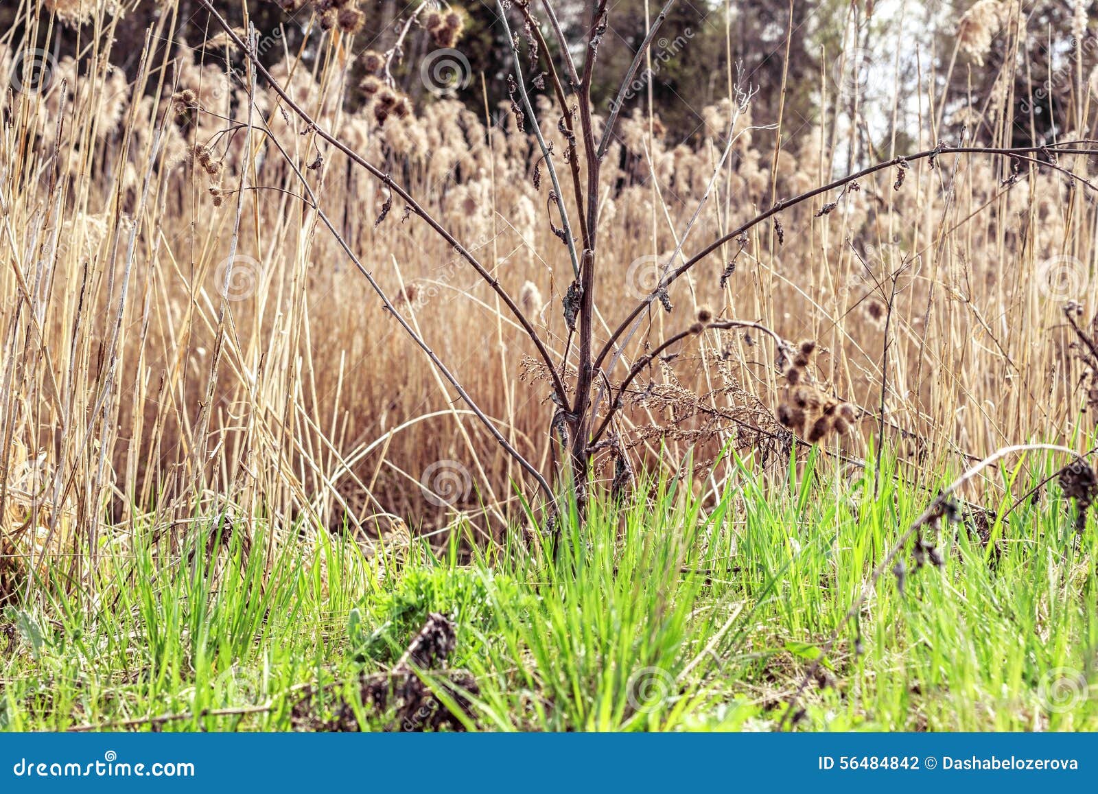 Dry and green grass stock photo. Image of field, rural - 56484842