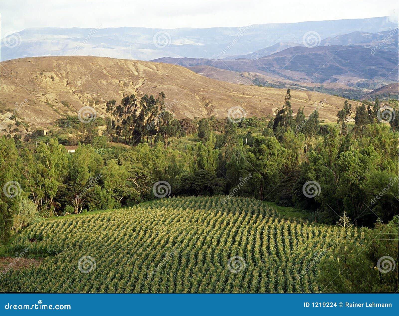 278 Boyaca Field Stock Photos - Free & Royalty-Free Stock Photos from ...