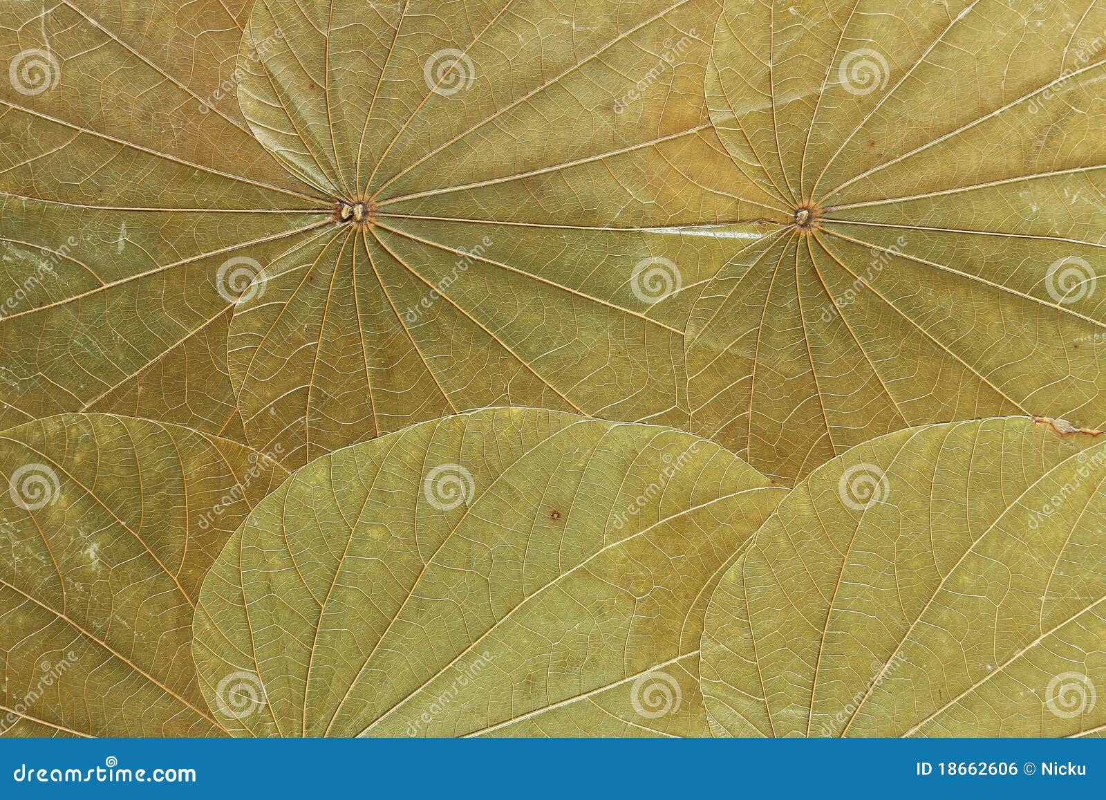 Dry green leafs stock photo. Image of multiple, arrangement - 18662606