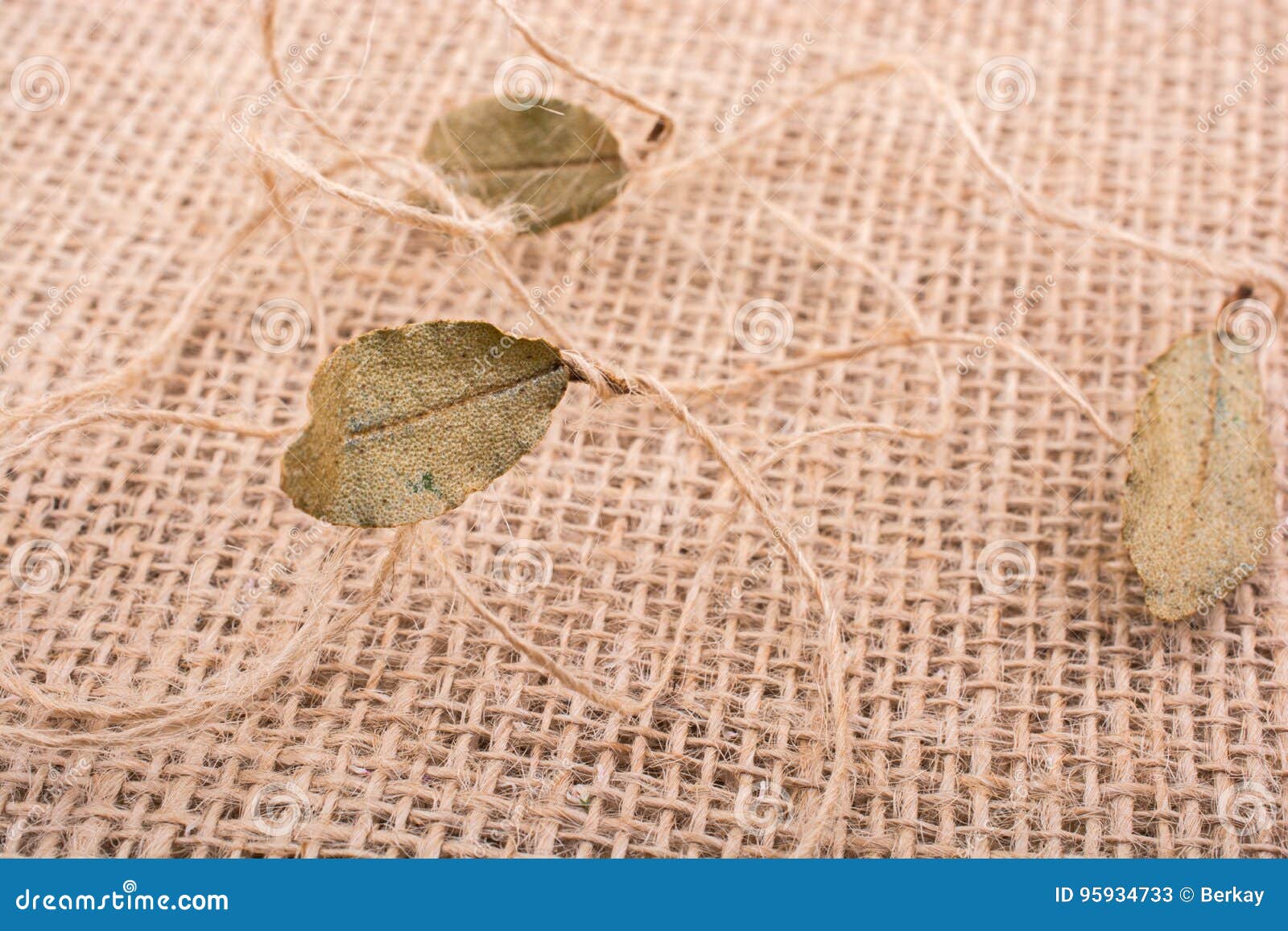Dry Green Leaves and Thread on Canvas Stock Image - Image of leaf ...