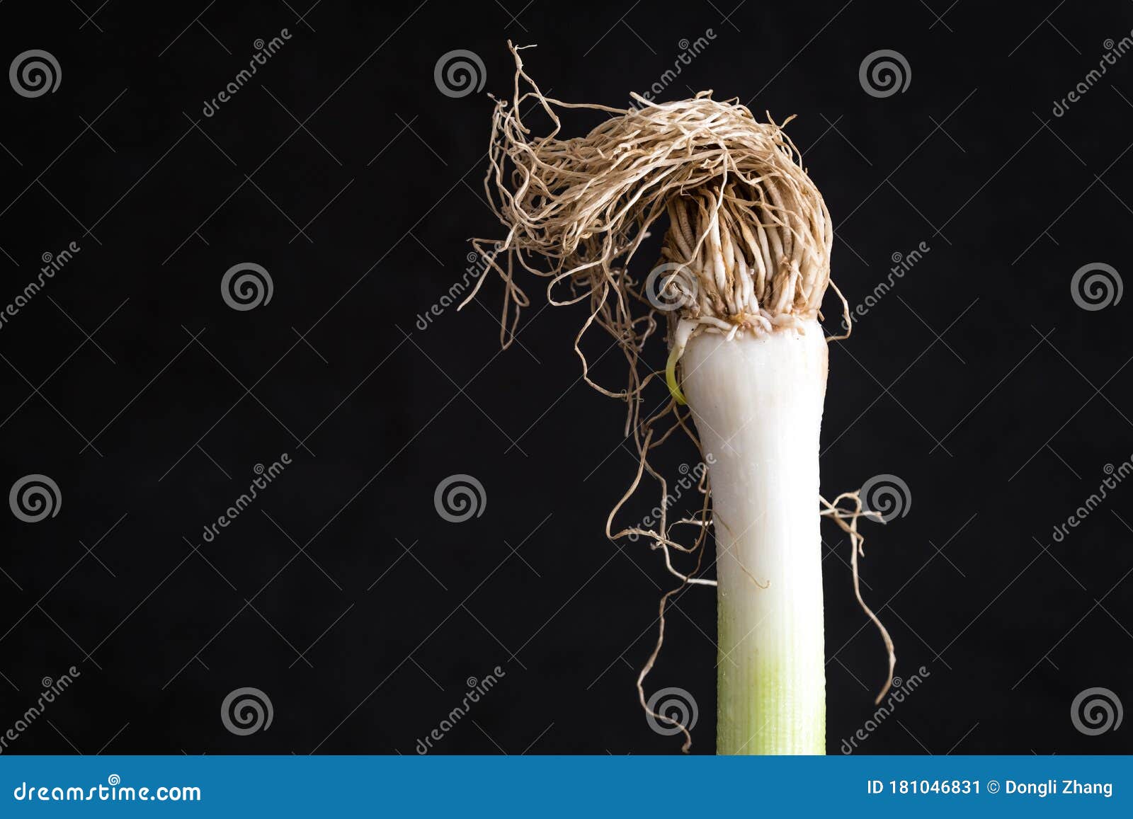 Dry Green Leek with Roots on Dark Background View Stock Image - Image ...