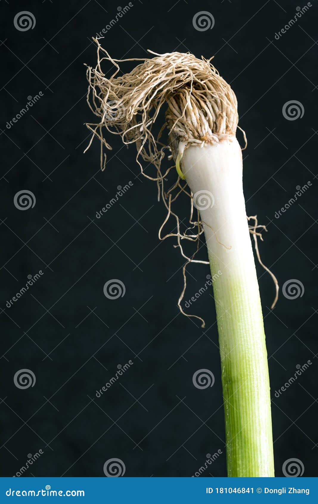 Dry Green Leek with Roots on Dark Background View Stock Image - Image ...