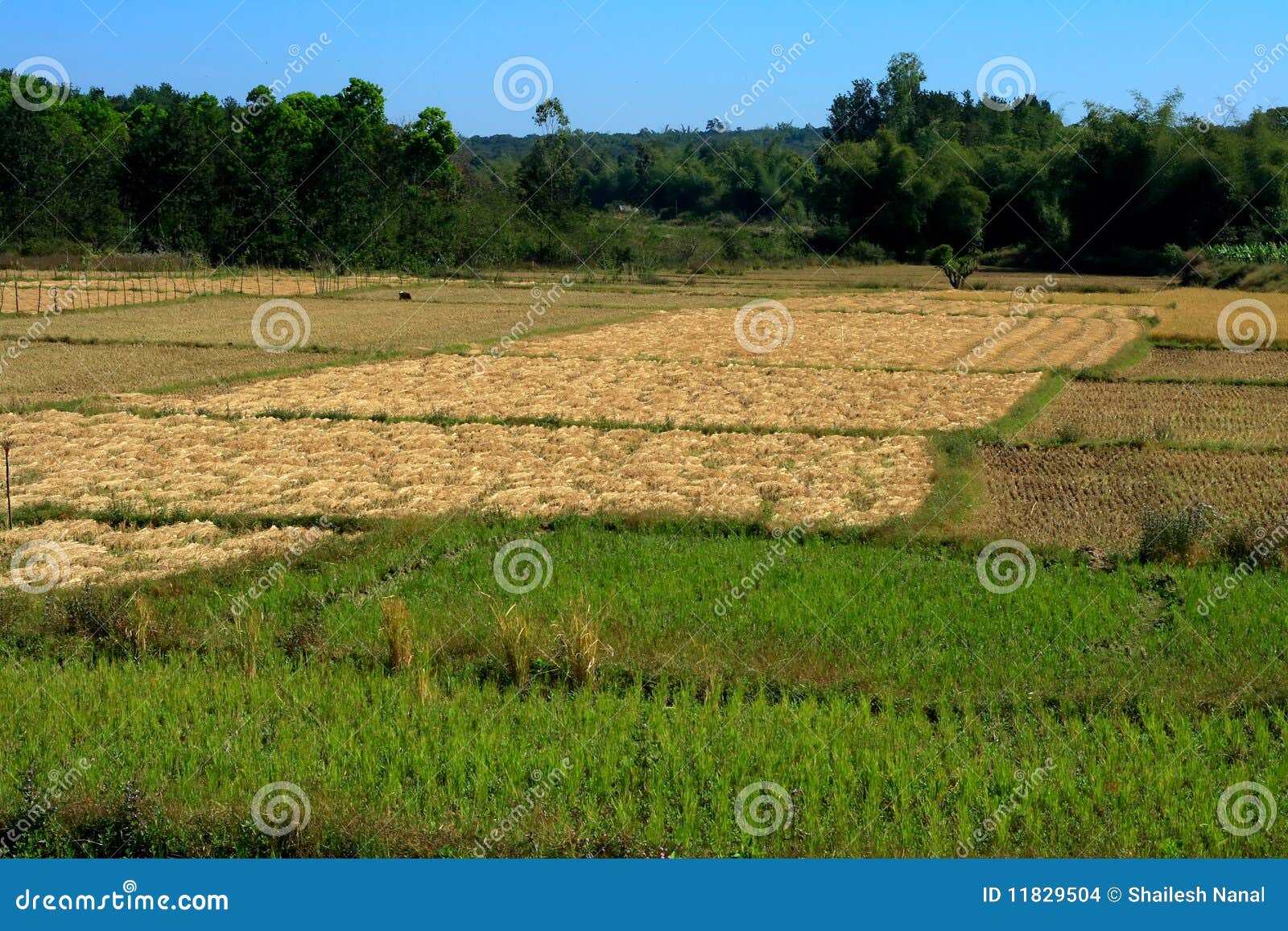 Dry And Green Paddy Field Stock Images - Image: 11829504