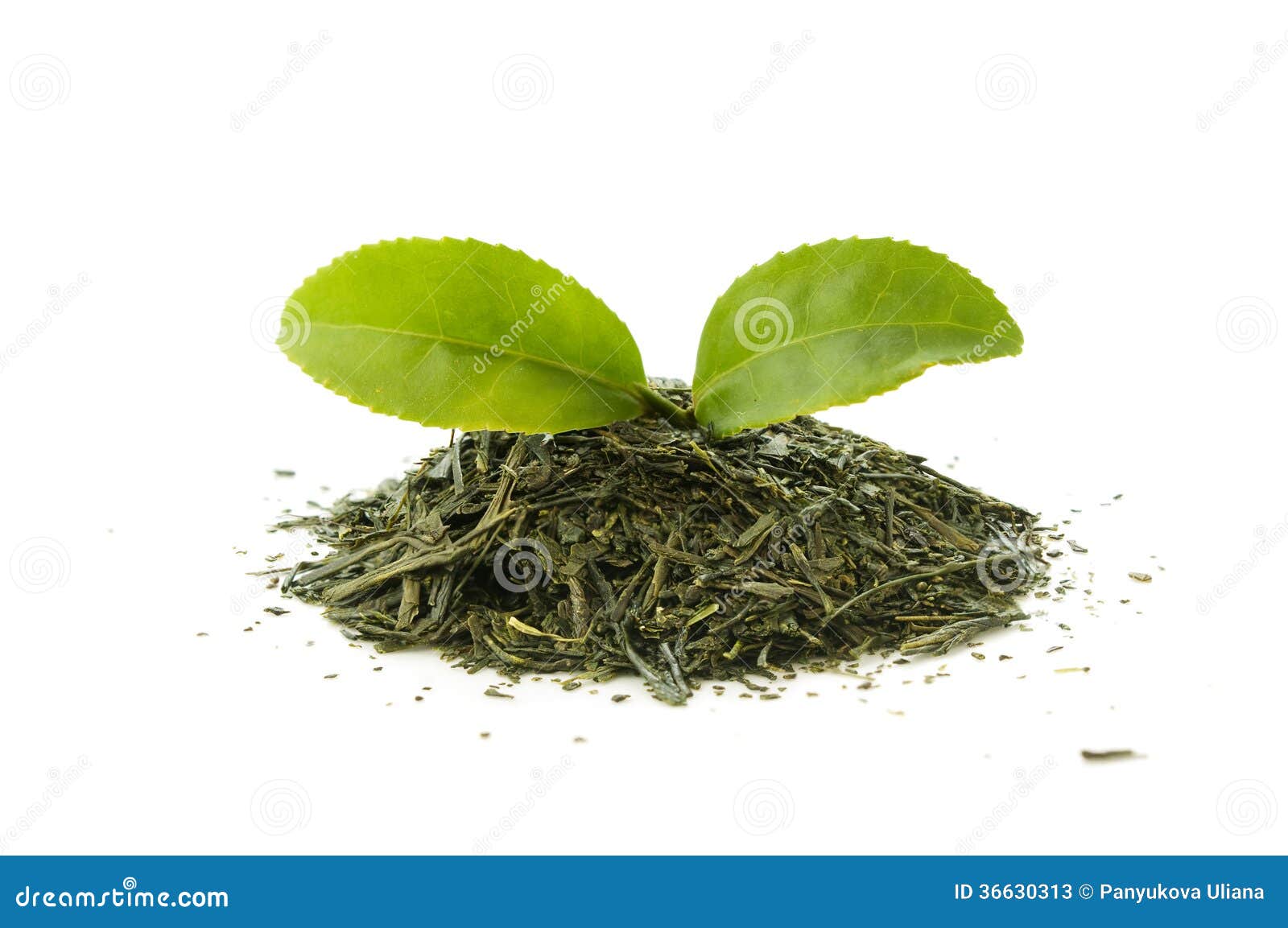 Dry Green Tea with a Fresh Tea Leaf Stock Image - Image of natural ...