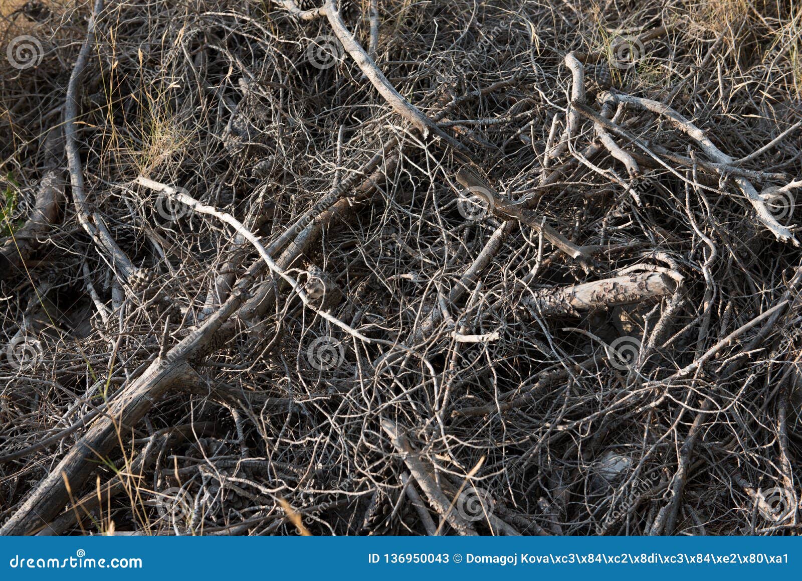 Dry Grey Tree Branches on the Ground Stock Image - Image of pattern ...