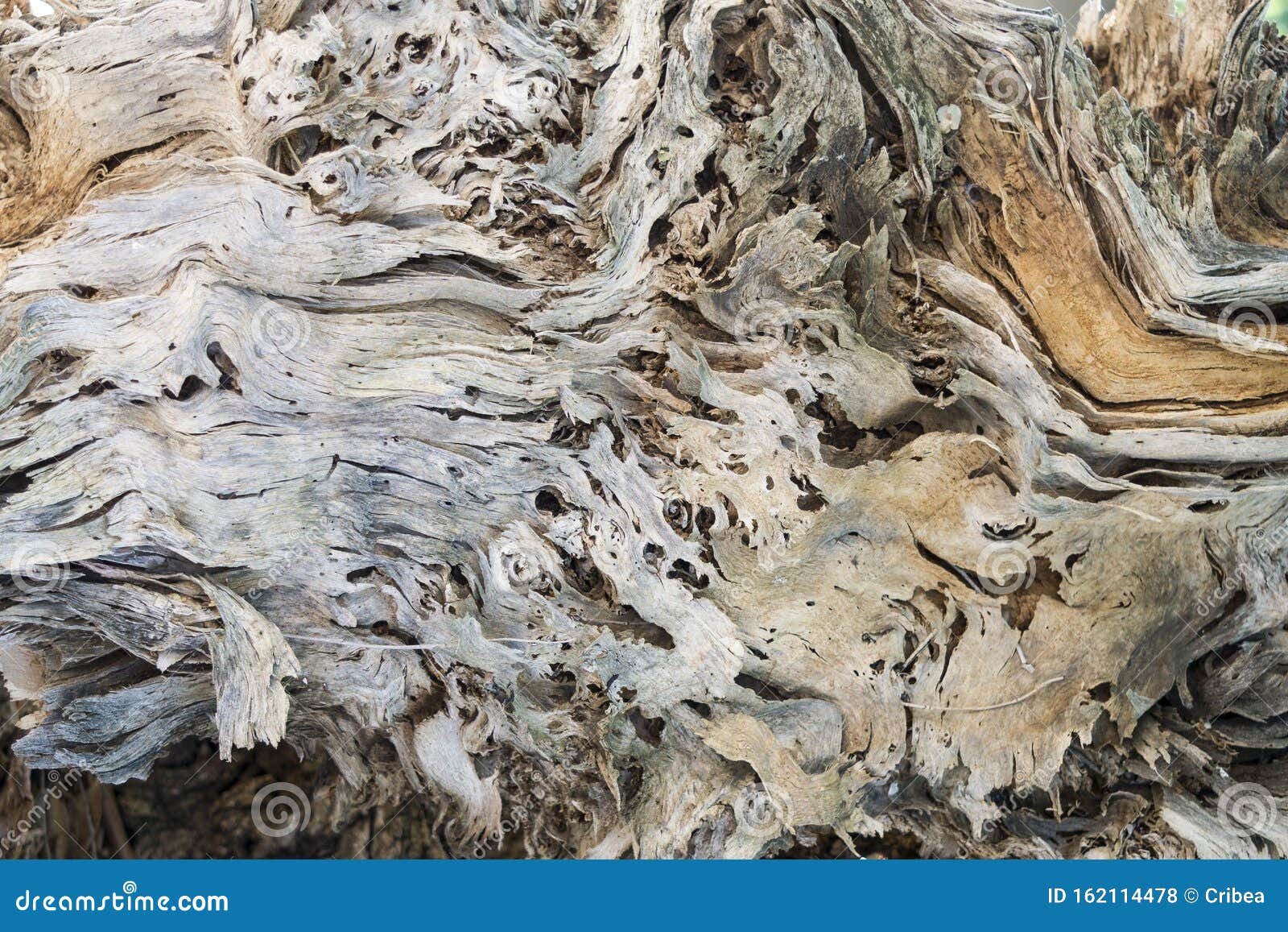 Dry And Grizzly Wavy Bark Plucked From A Tree Royalty-Free Stock ...