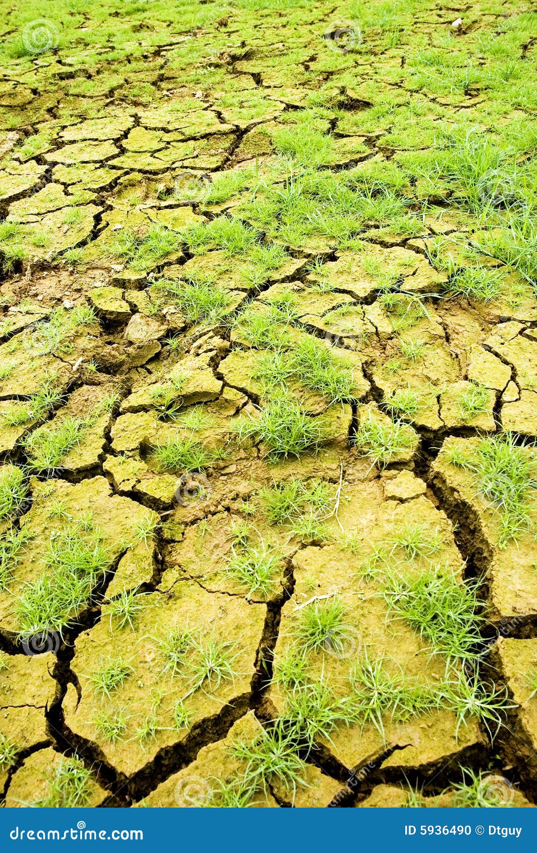 Dry ground stock photo. Image of plants, backgrounds, grasses - 5936490