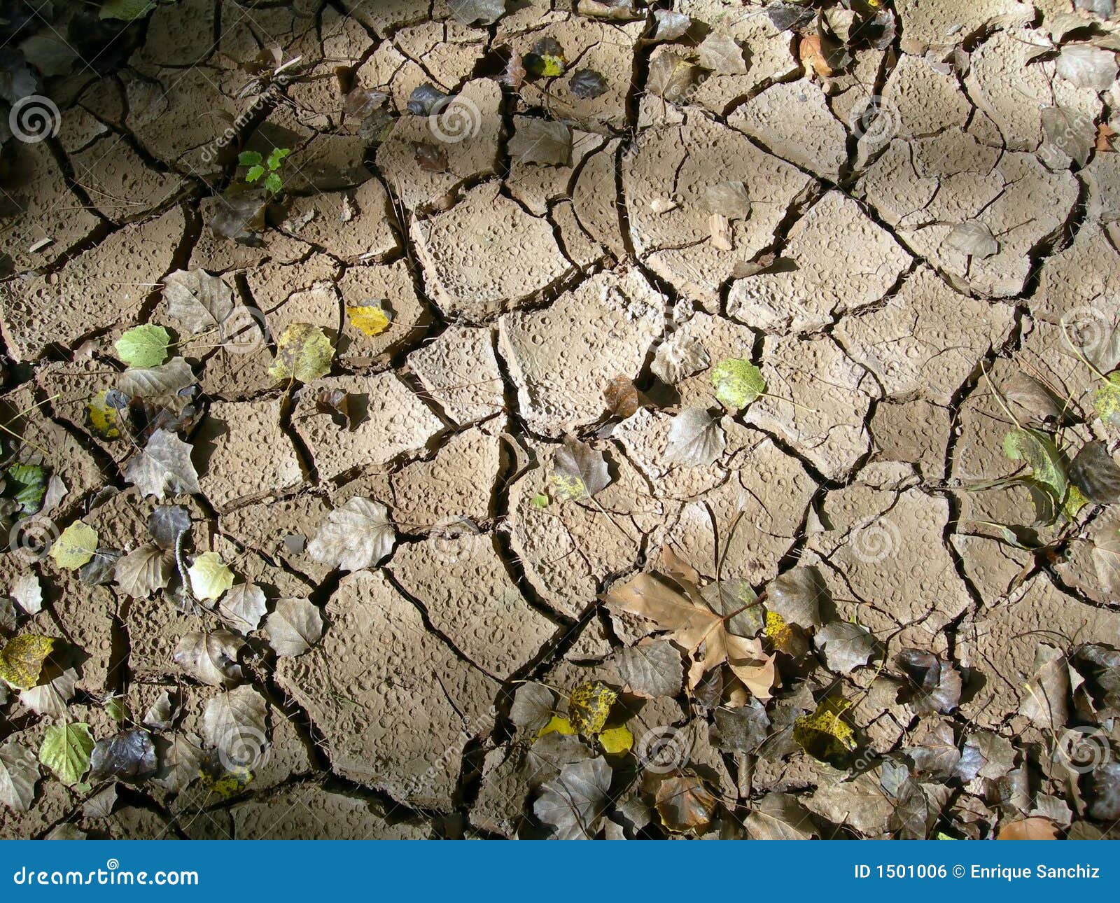 Dry ground in autumn stock photo. Image of park, nature - 1501006