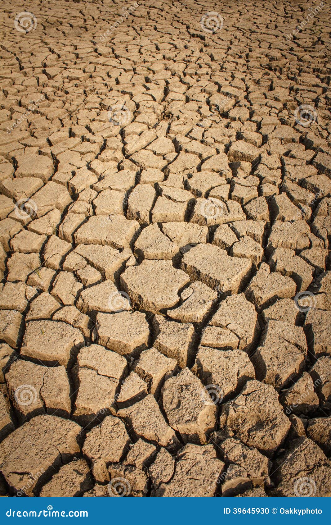 Dry on ground stock photo. Image of orange, brown, closeup - 39645930