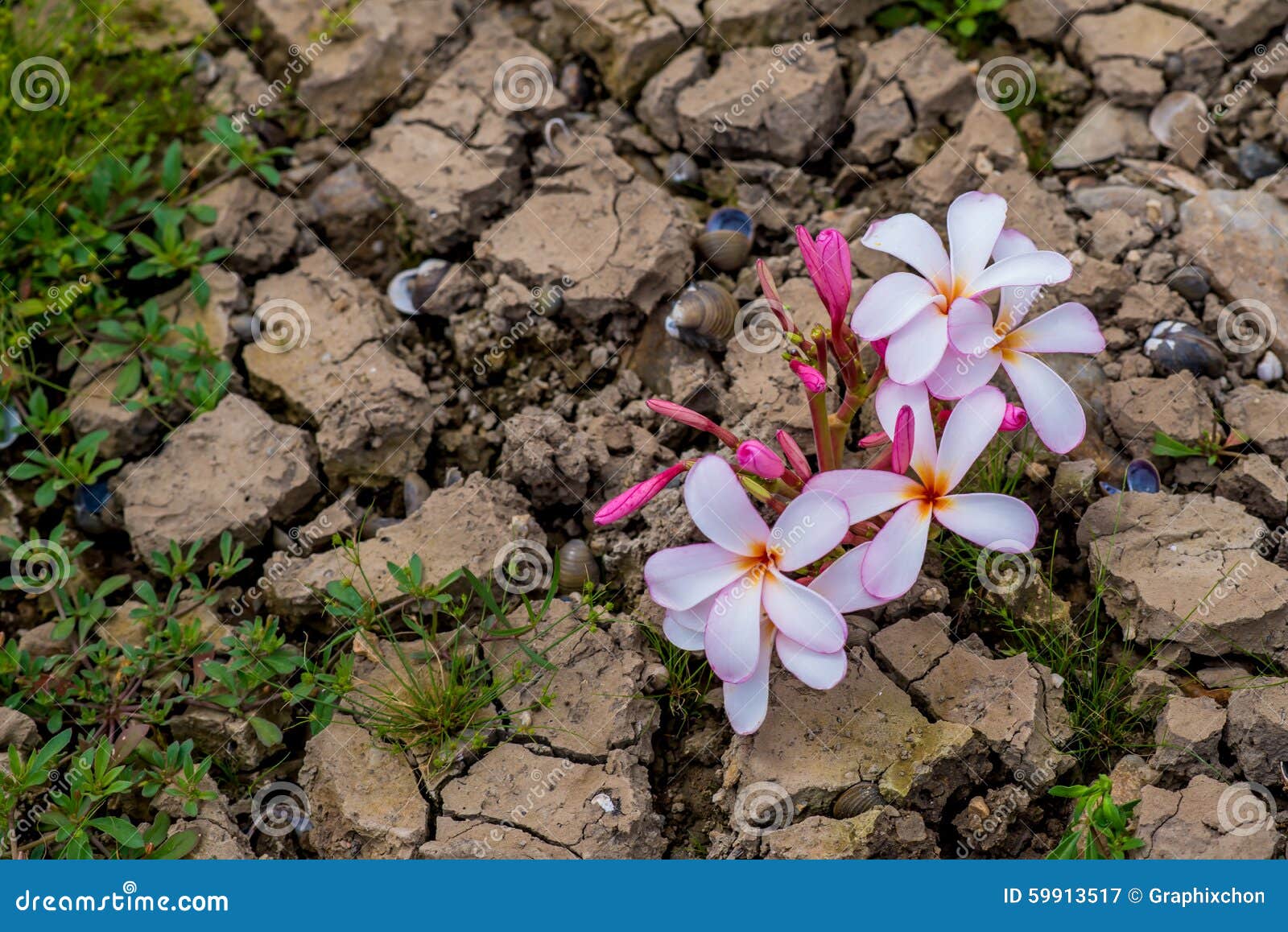 Dry ground stock image. Image of textures, asian, thai - 59913517