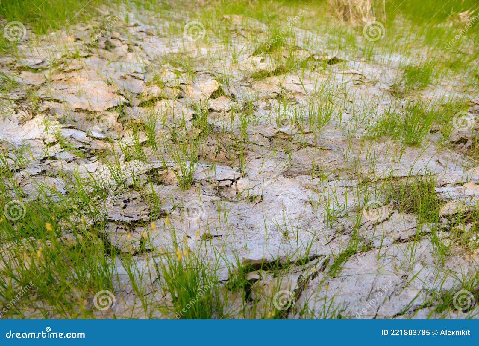 Dry Ground Surface with Crust and Young Grass Stock Image - Image of ...