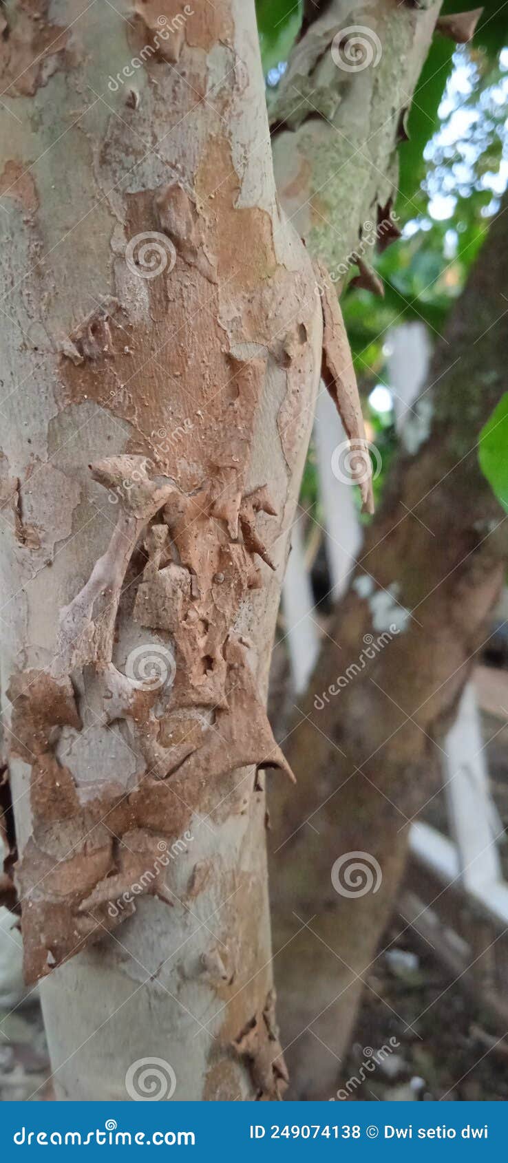 Dry Guava Tree Bark Texture Stock Photo - Image of nature, carving ...