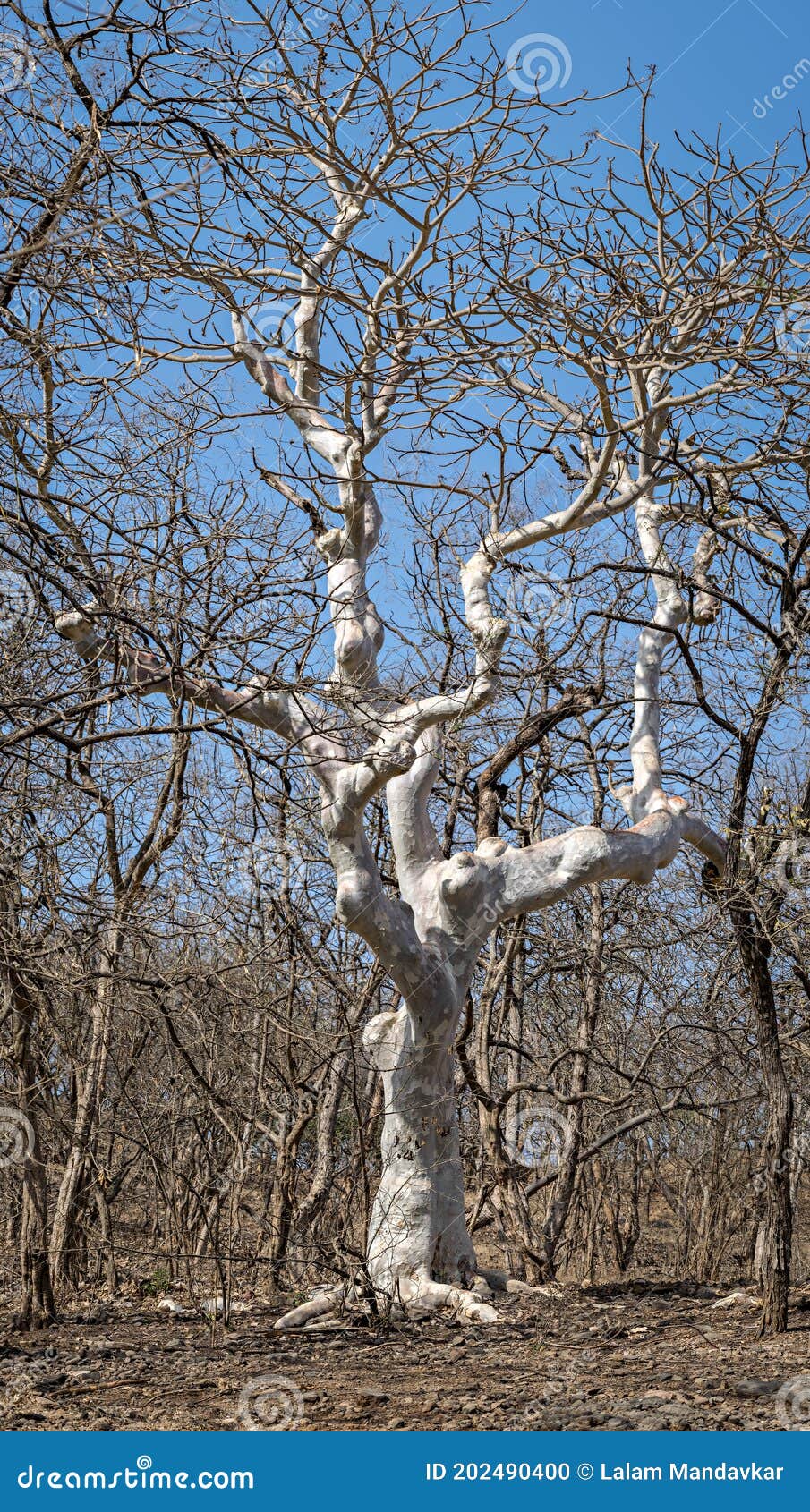 Dry Gum or Rubber Tree at Sasan Gir Jungle, Gujrat, India Stock Photo ...