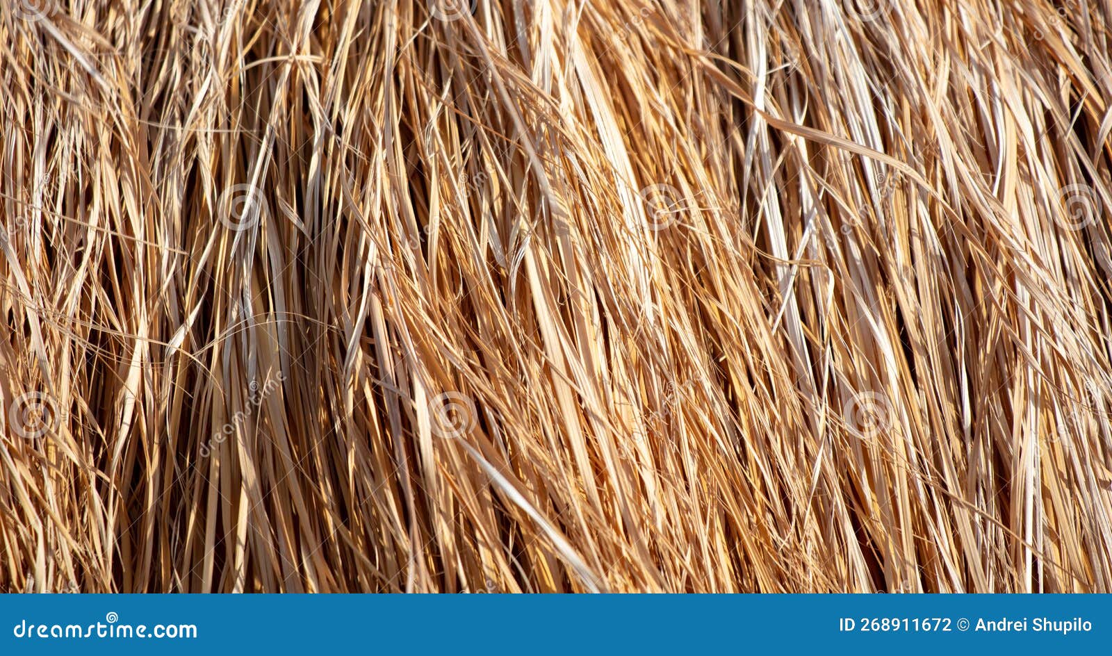 Dry Hay As an Abstract Background. Stock Photo - Image of agriculture ...