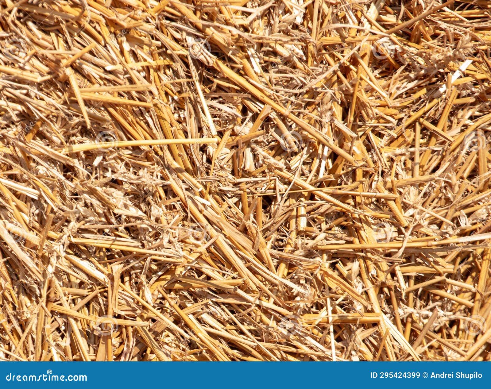 Dry Hay As an Abstract Background. Texture Stock Image - Image of ...