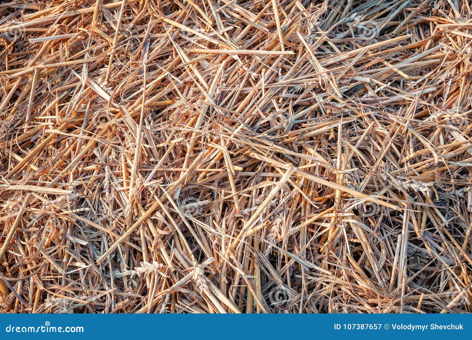 Dry hay texture stock image. Image of crop, pattern - 107387657