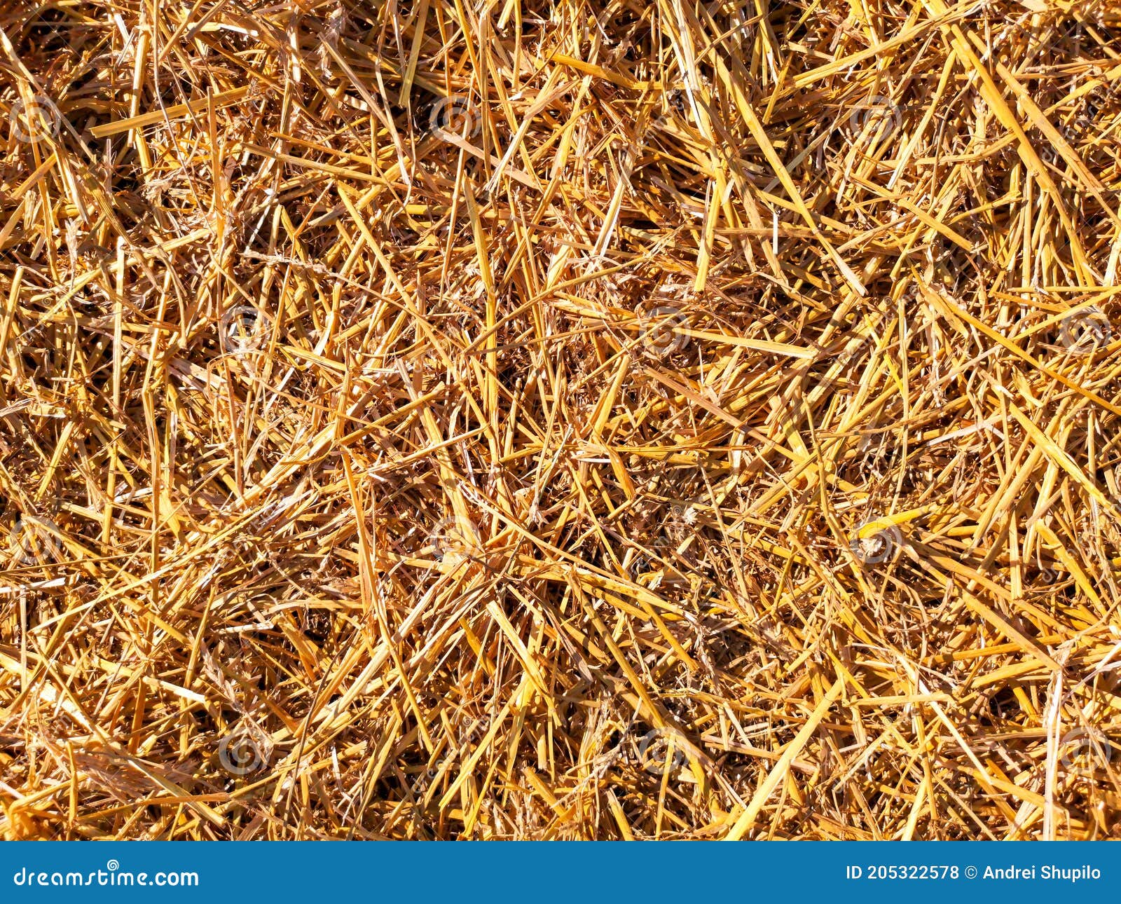 Dry Hay Closeup As Abstract Background Stock Photo - Image of field ...