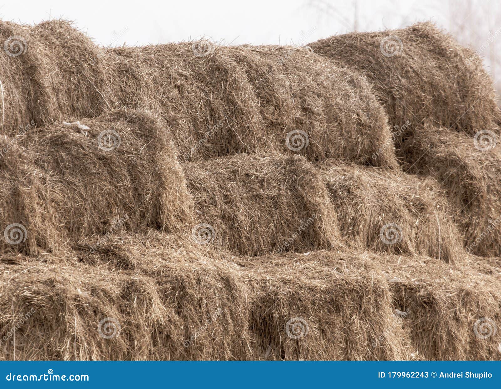 Dry hay on the farm stock image. Image of rural, haystack - 179962243