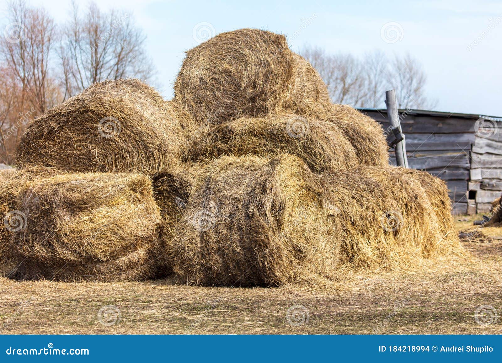 Dry hay on the farm stock photo. Image of farm, haystack - 184218994
