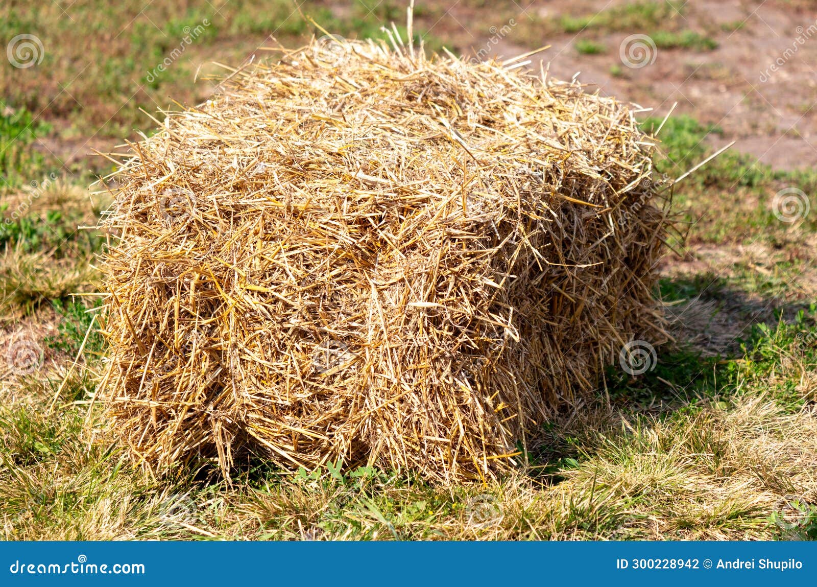 Dry Hay in a Field on a Farm Stock Photo - Image of background, grain ...