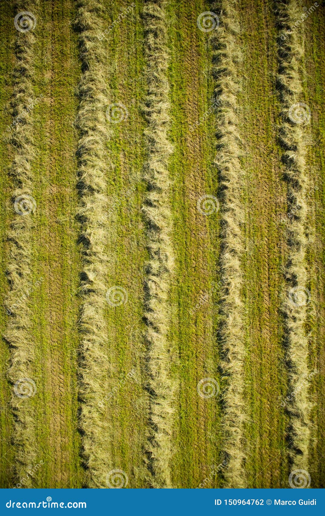 Dry the Hay in the Open Field Stock Photo - Image of grass, agriculture ...