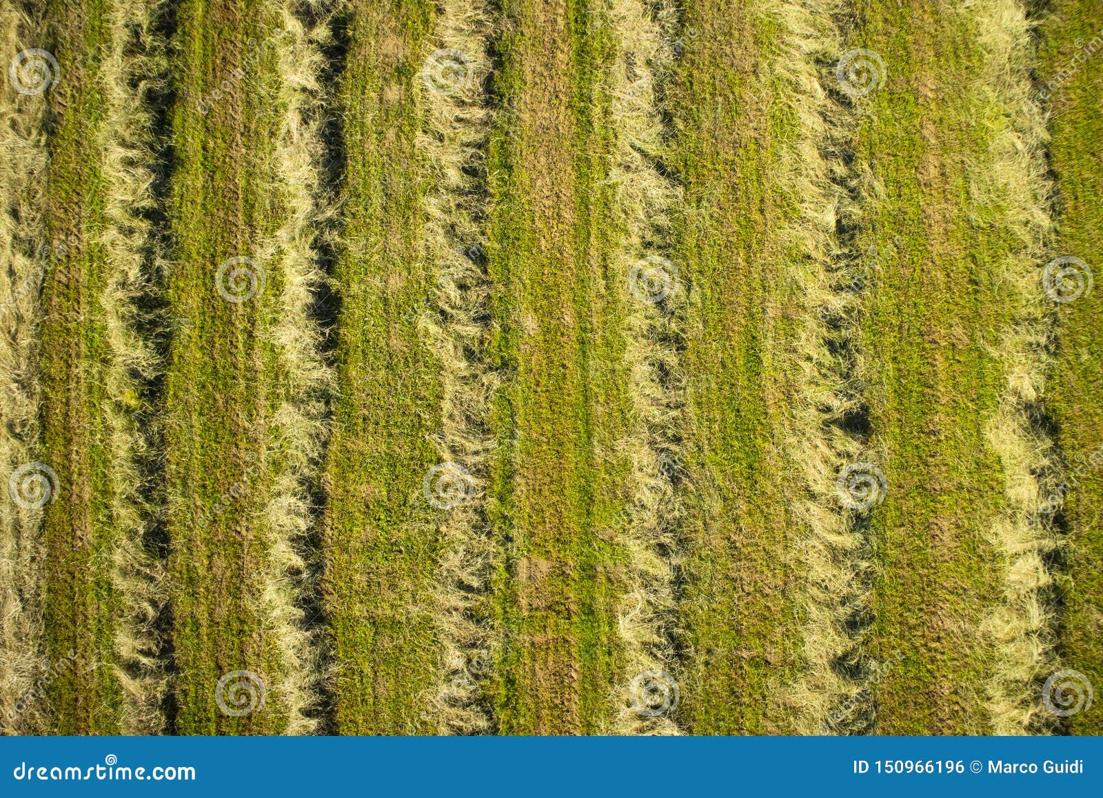 Dry the Hay in the Open Field Stock Photo - Image of summer, outdoors ...