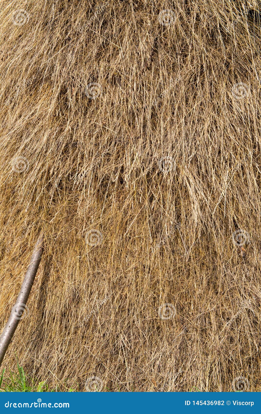 Dry Hay Straw Texture stock photo. Image of pattern - 145436982