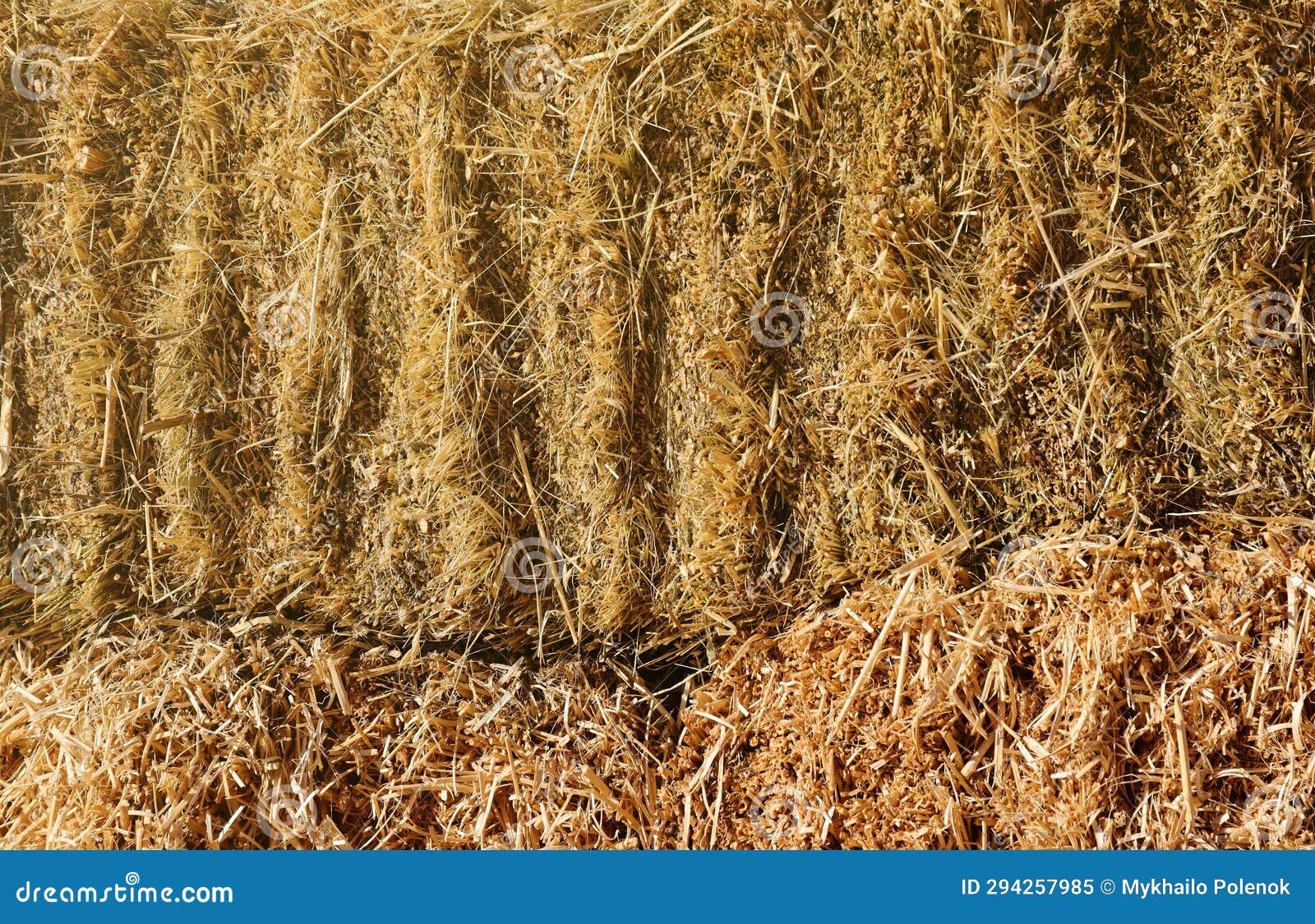 Dry Hay Straw Yellow Background Texture. Dry Rice Straw Texture for ...