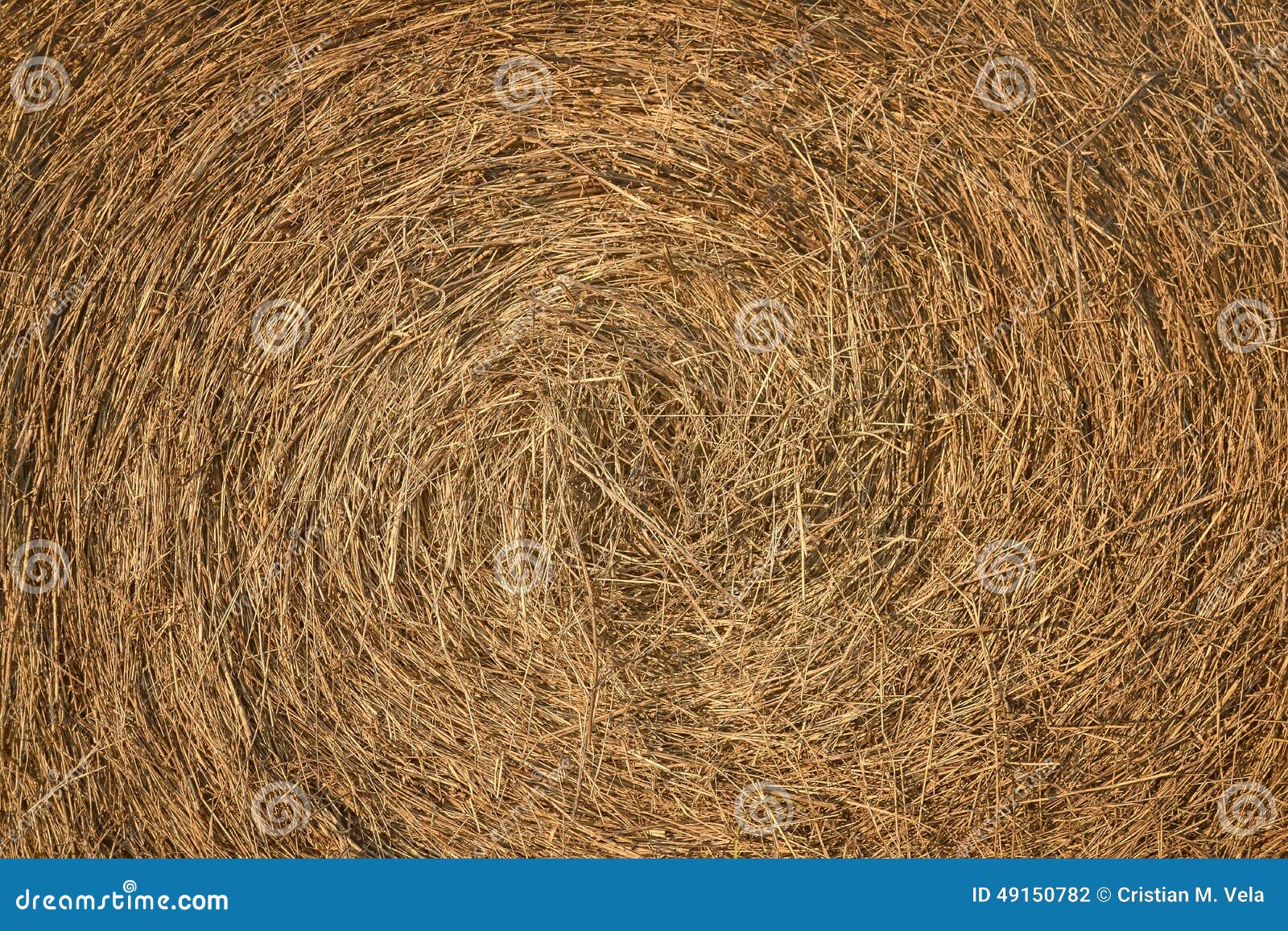 Dry hay texture stock photo. Image of detail, plants - 49150782