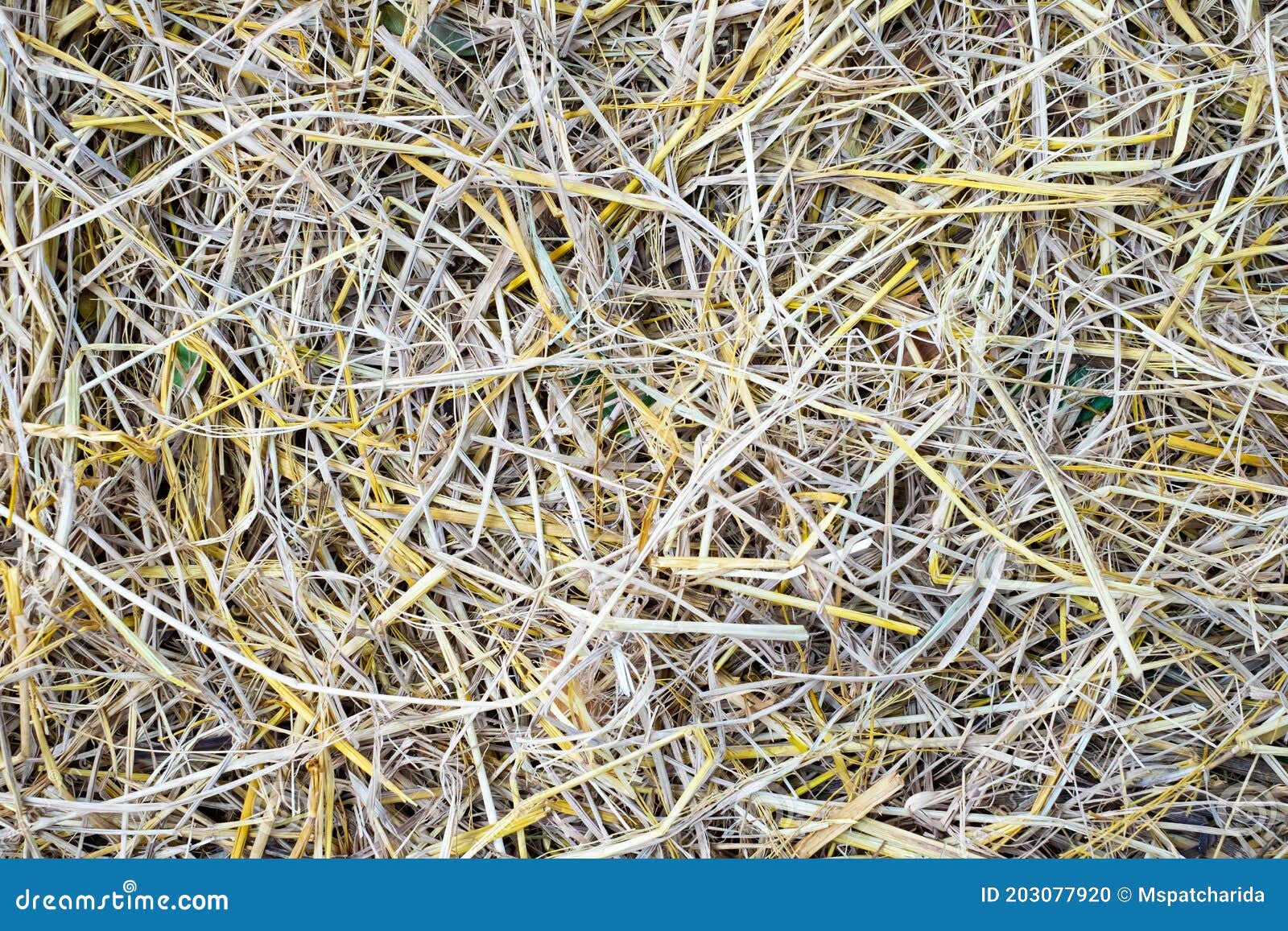 Dry hay : top view stock photo. Image of farming, crop - 203077920