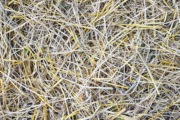 Dry hay : top view stock photo. Image of farming, crop - 203077920